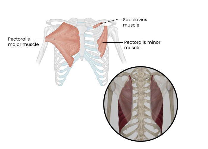 Upper Body Prep: Chest Stretches